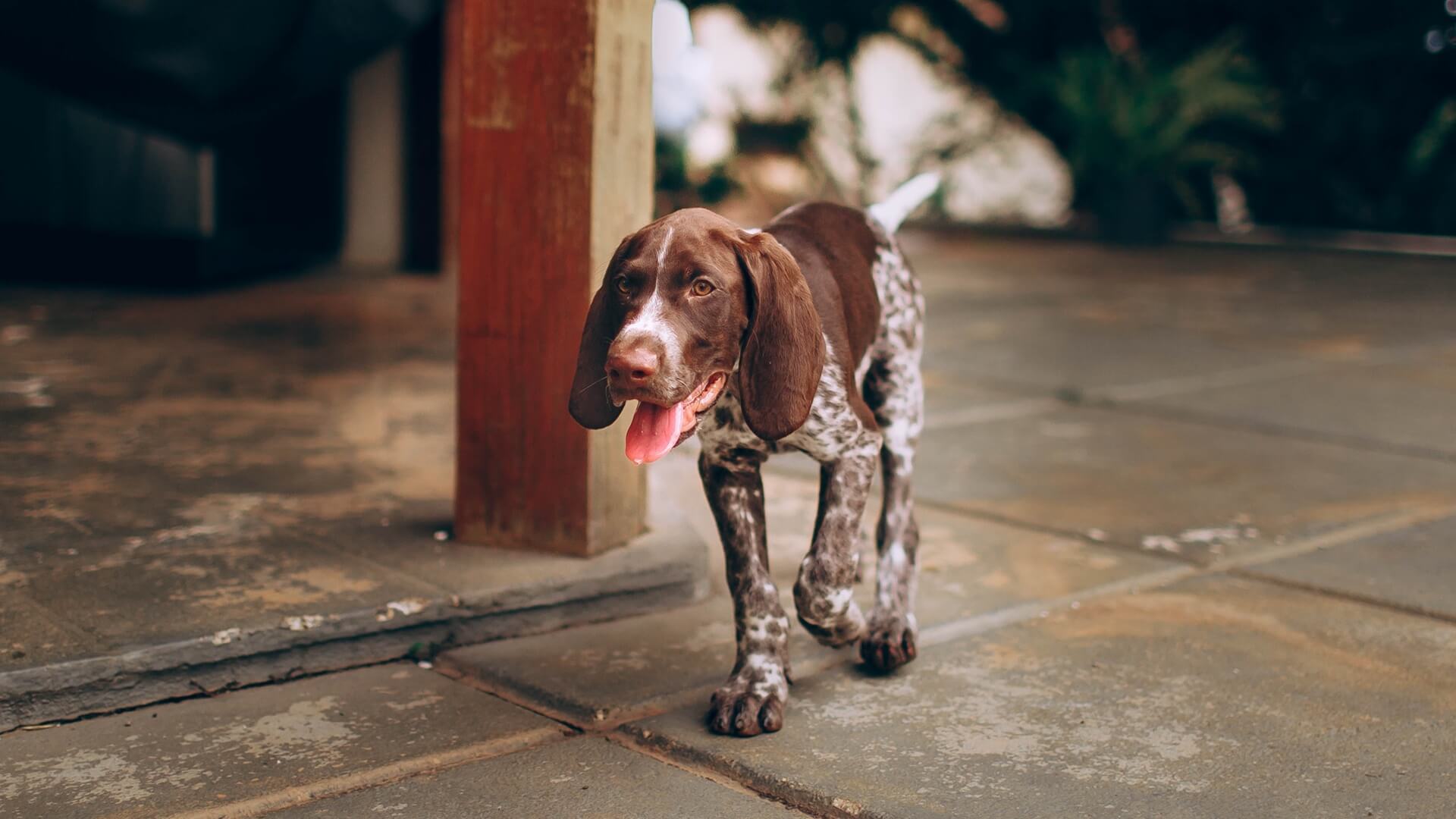 Pet Geriatrics In Cohasset, MA 02025 143 Veterinary Services Pet Geriatrics In Cohasset, MA 02025 143 Veterinary Services