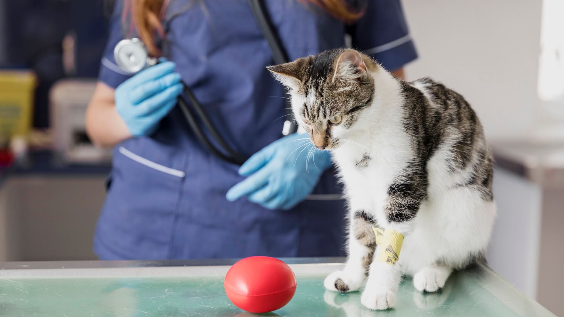 Pet In House Diagnostics In Cohasset, MA 02025 143 Veterinary Services