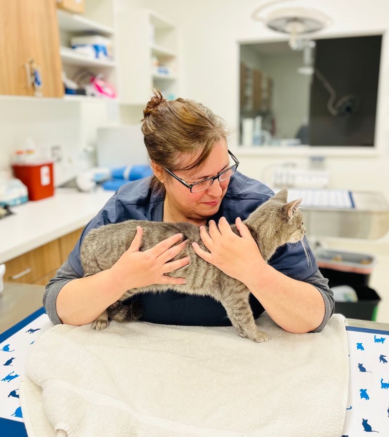 Veterinary Support Staff In Cohasset, MA 02025 | 143 Veterinary Services